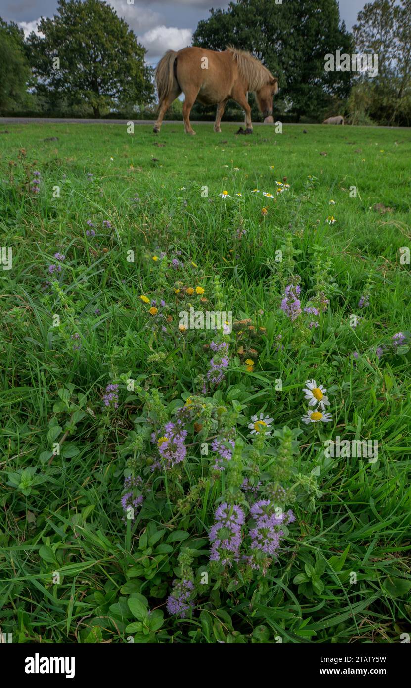 Three New Forest rarities, Small Fleabane, Pulicaria vulgaris ...