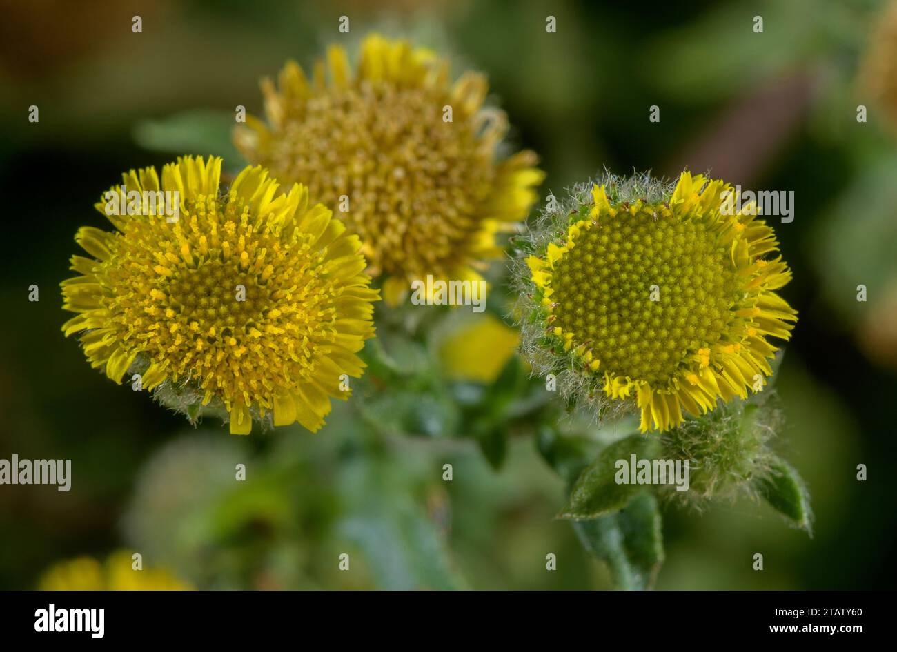 Small Fleabane, Pulicaria vulgaris, in flower; a rare annual plant of ...