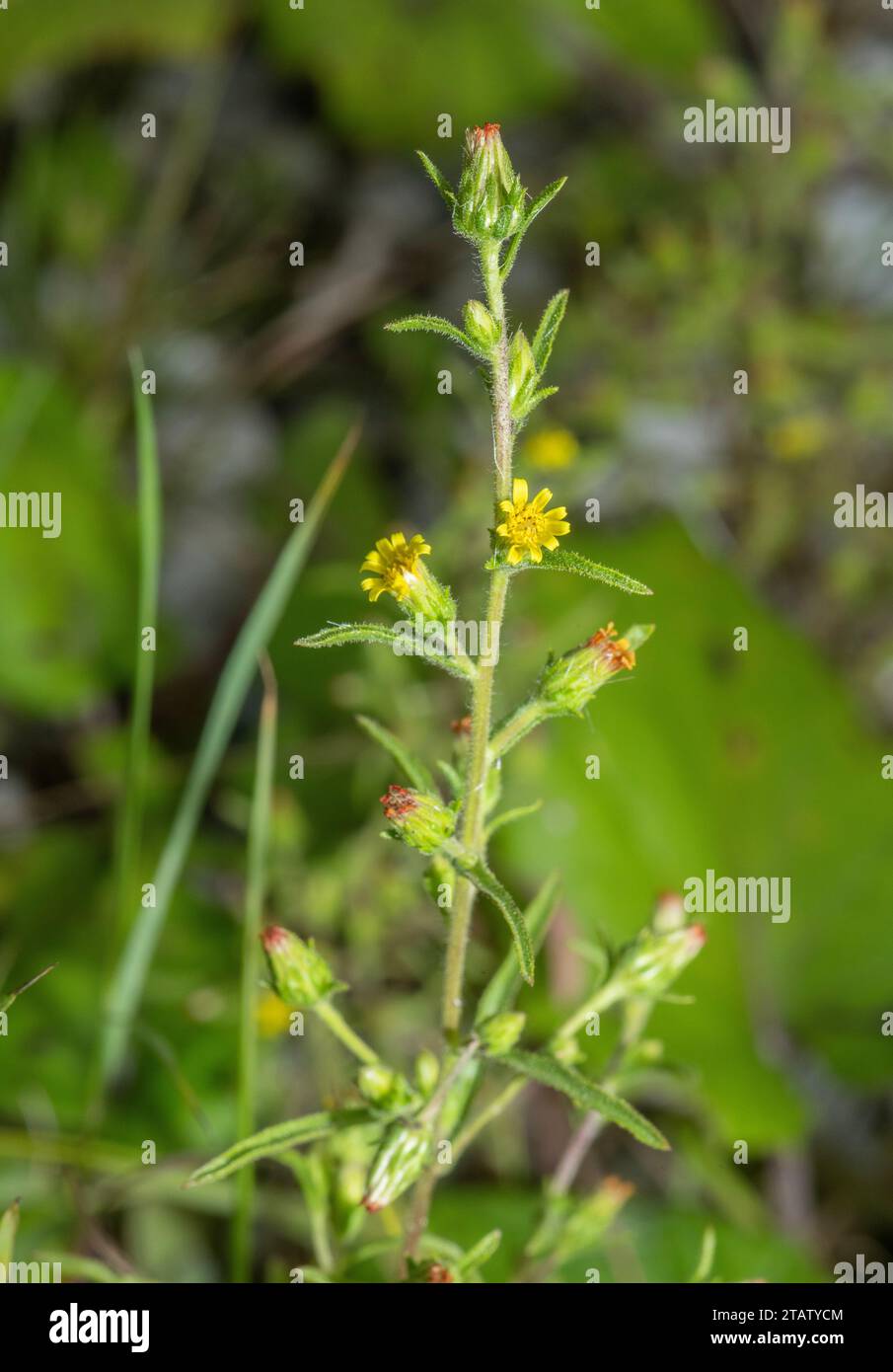 Stinkwort dittrichia graveolens hi-res stock photography and images - Alamy