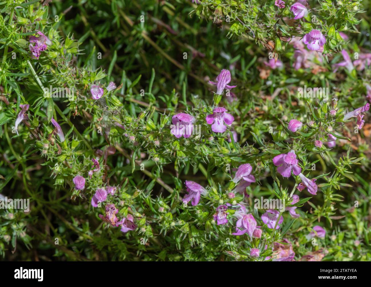 Wildflowers of the balkans hi-res stock photography and images - Alamy