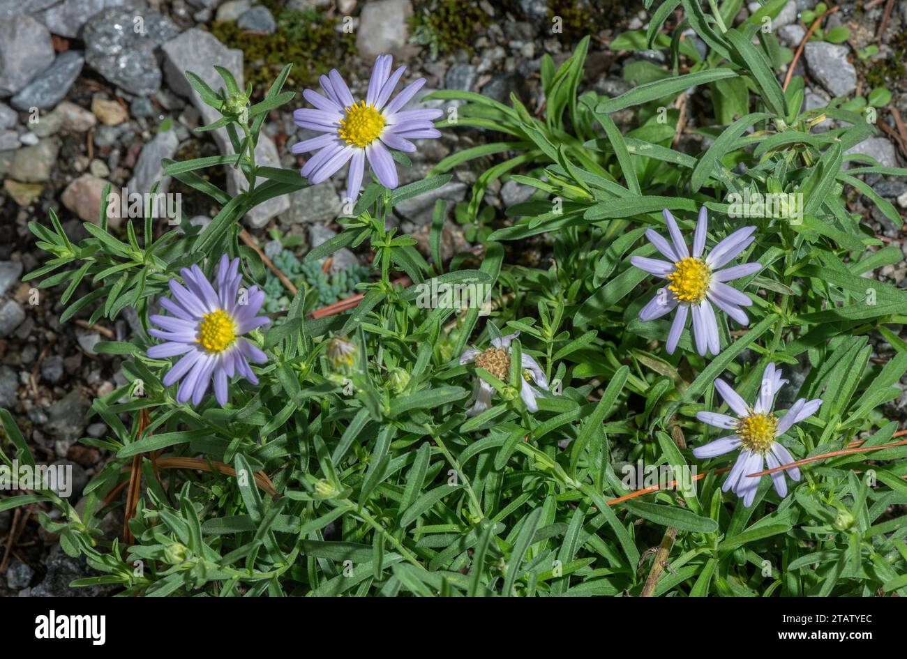 Aster altaicus hi-res stock photography and images - Alamy