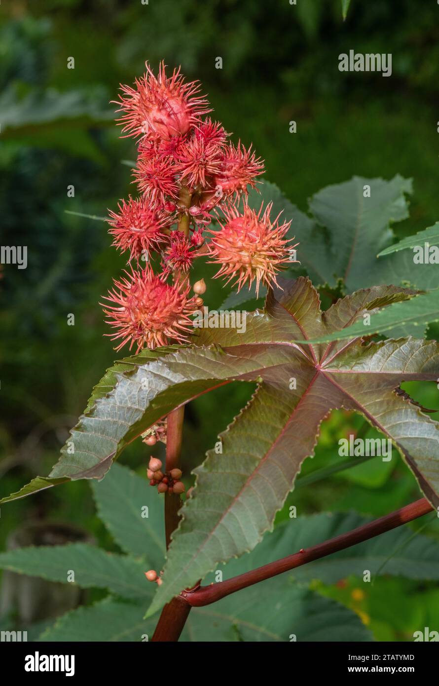 Castor oil plant, Ricinus communis in flower Stock Photo - Alamy