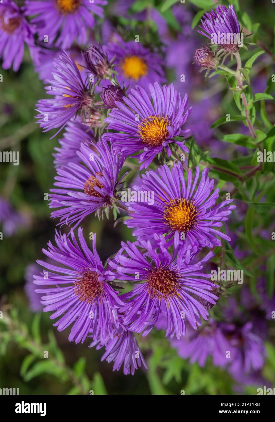 Michaelmas daisy, Symphyotrichum novae-angliae, in flower in autumn ...
