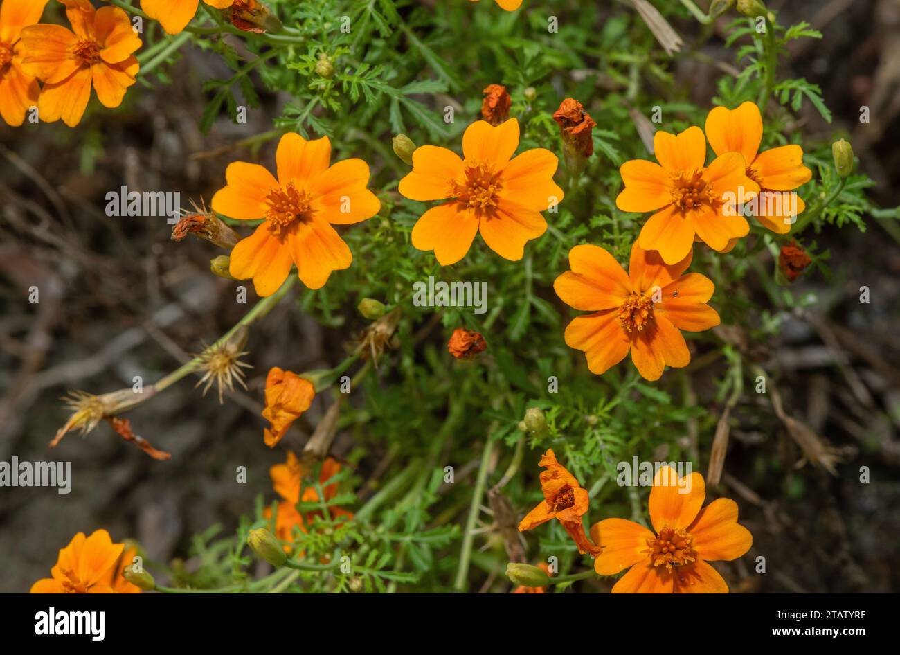 Golden marigold, Tagetes tenuifolia, in flower in garden. From Mexico ...