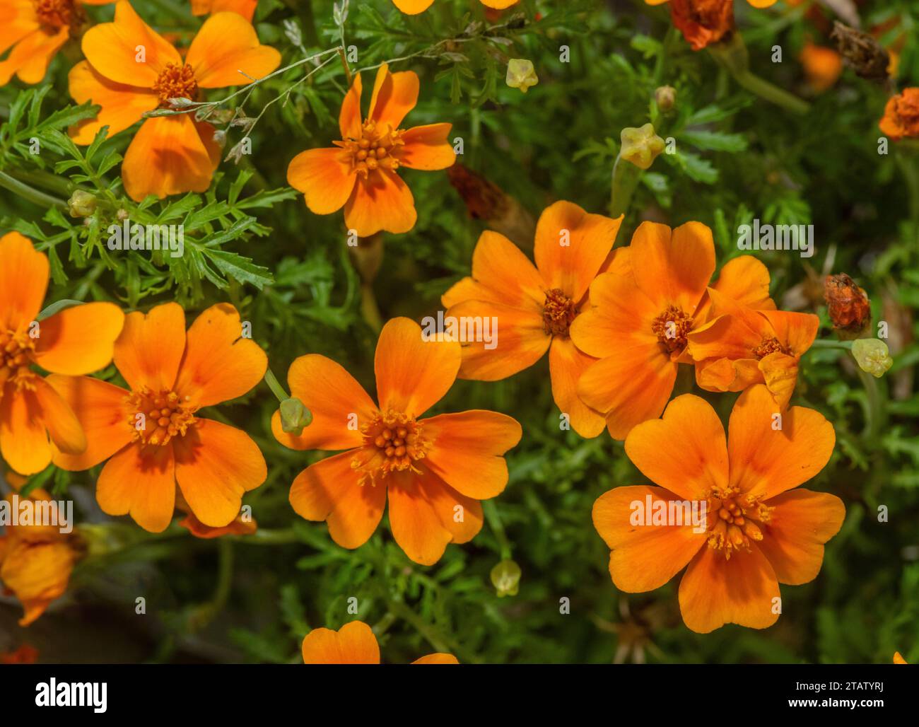 Golden marigold, Tagetes tenuifolia, in flower in garden. From Mexico ...