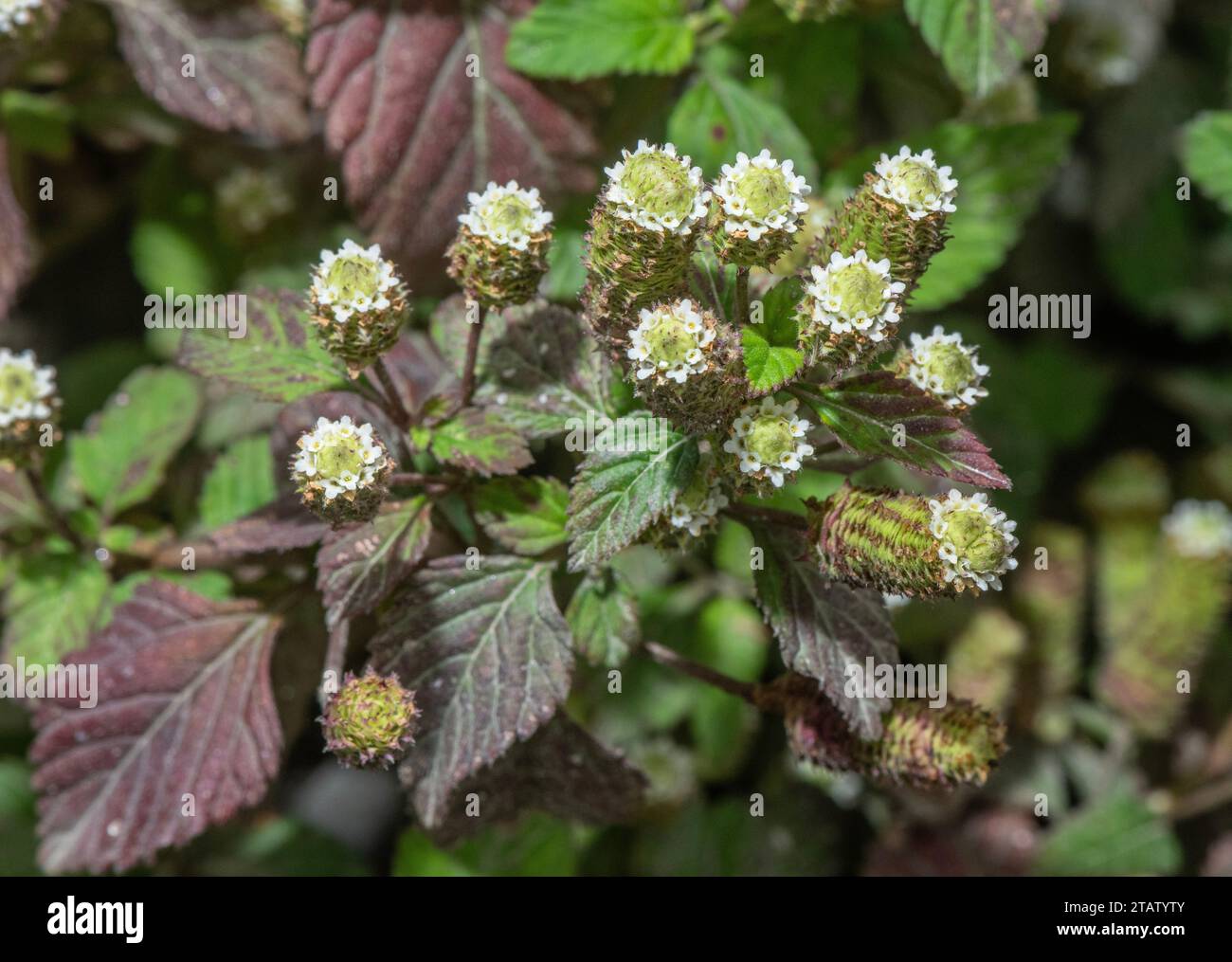Aztec sweet herb, Phyla dulcis, in flower. From Central America Stock ...