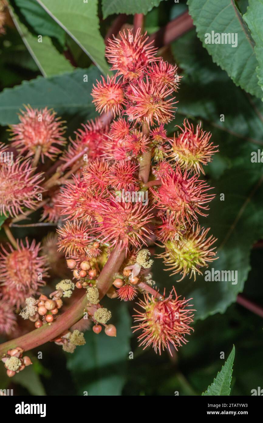 Castor oil plant, Ricinus communis in flower Stock Photo - Alamy