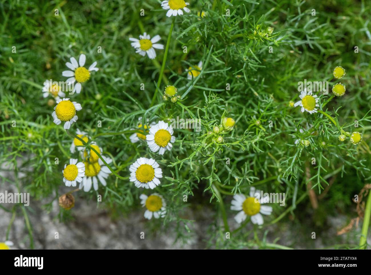 Scented mayweed, Matricaria chamomilla, in flower on cornfield edge ...