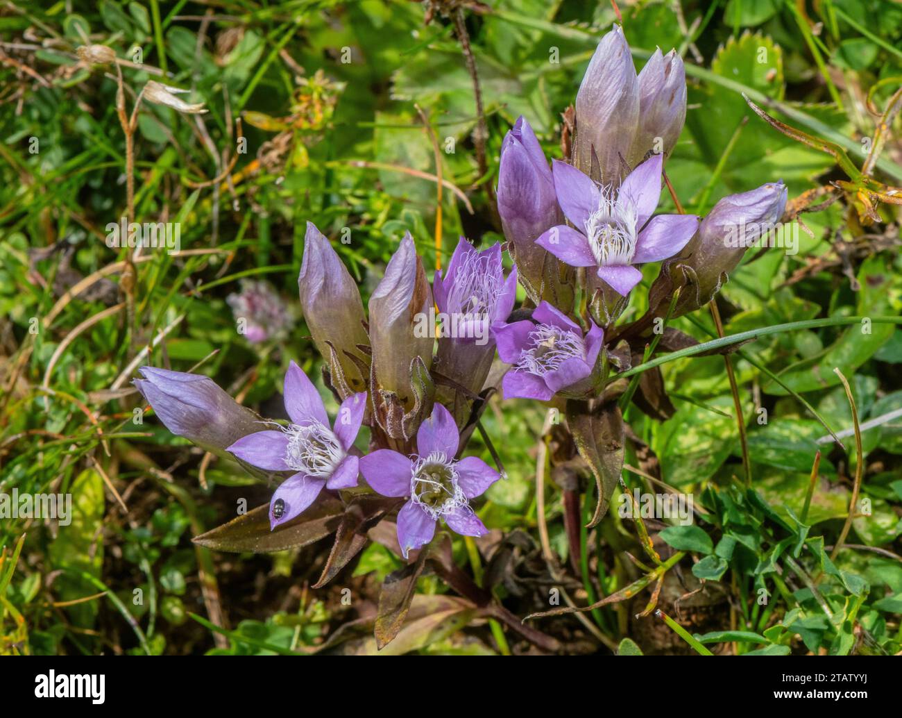 Rough Gentian, Gentianella aspera in flower on limestone in the ...