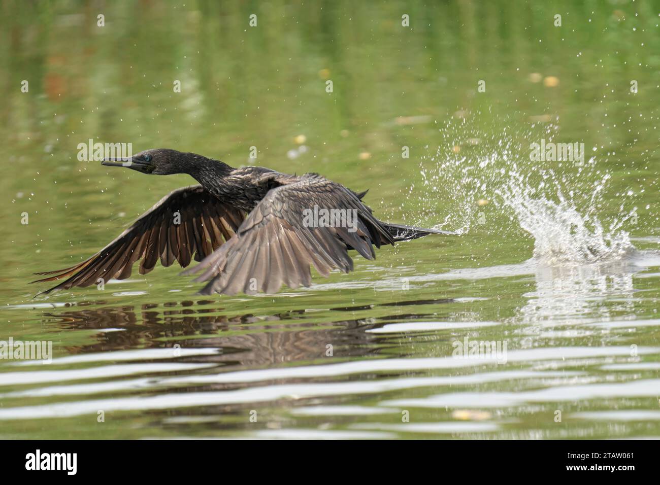 An Indian Cormorant in mid-air as it gracefully dives into a body of ...