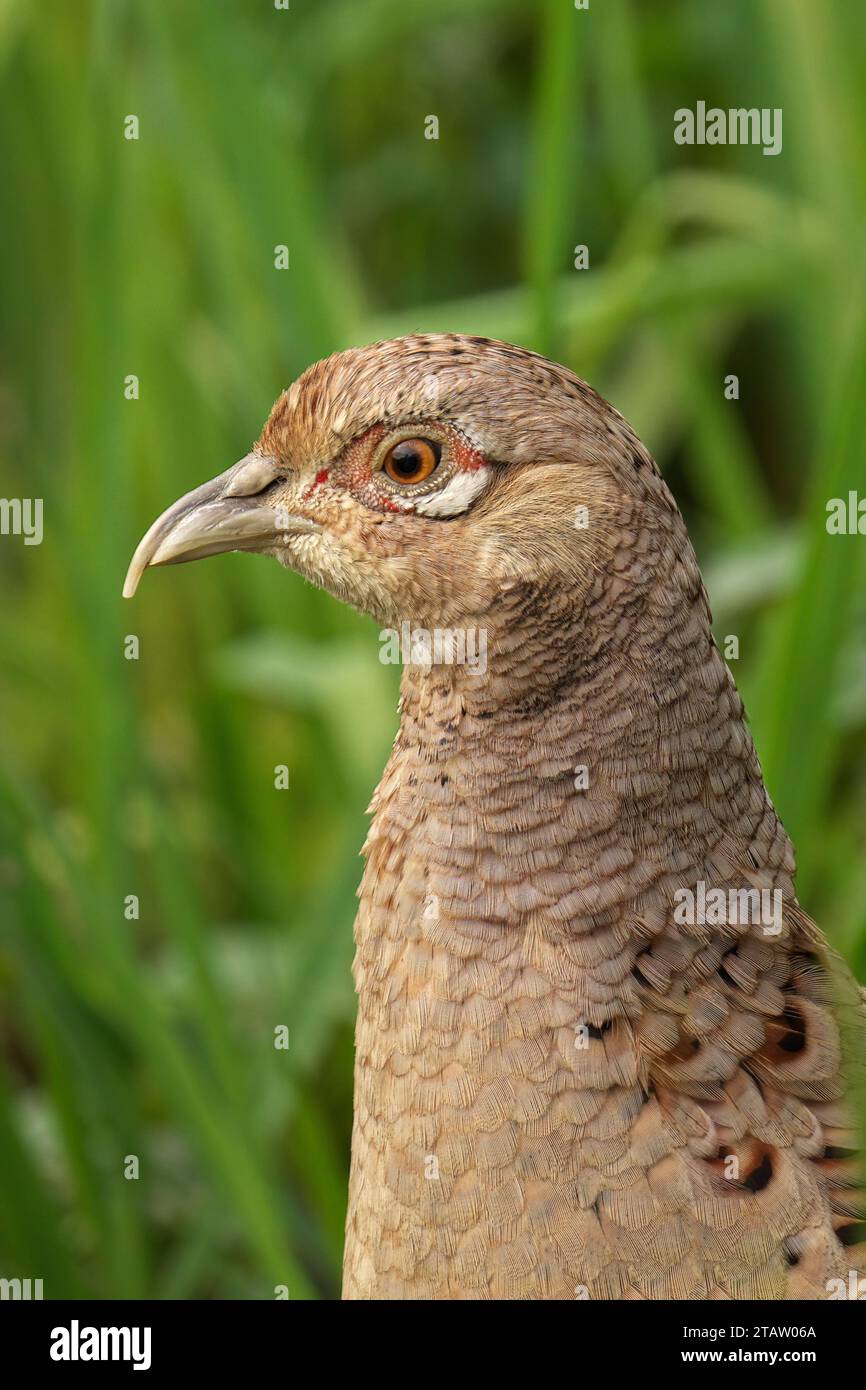 A pheasant female perched on top of a blade of grass, its head turned ...