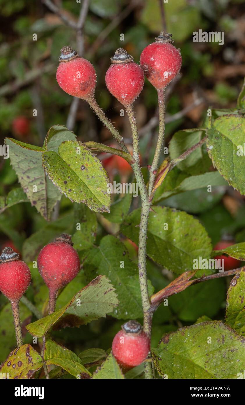 Rosa gallica hi-res stock photography and images - Alamy