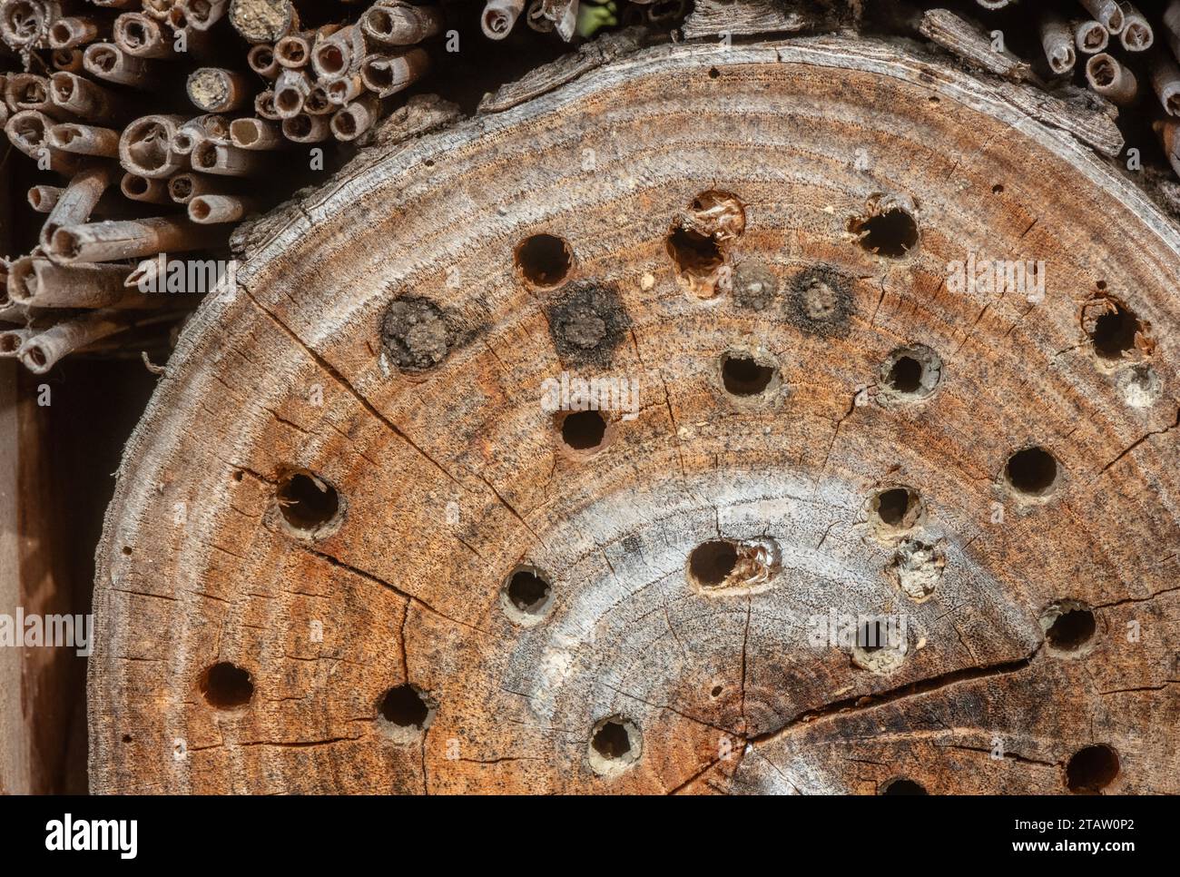 Hymenoptera house, in a wildlife garden, to attract nesting solitary ...