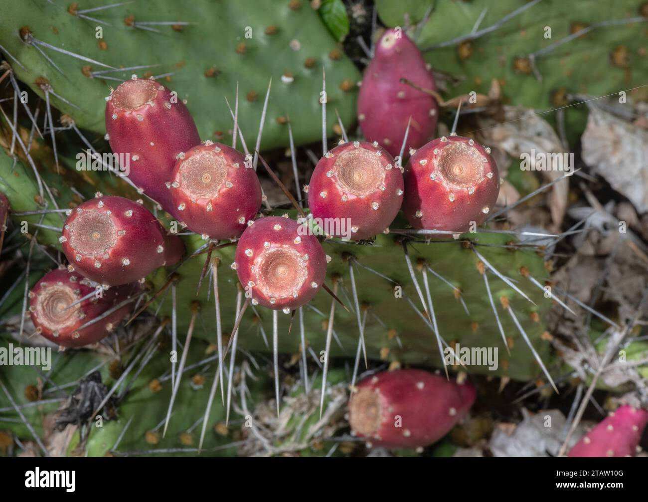 Spiny fruits hi-res stock photography and images - Alamy