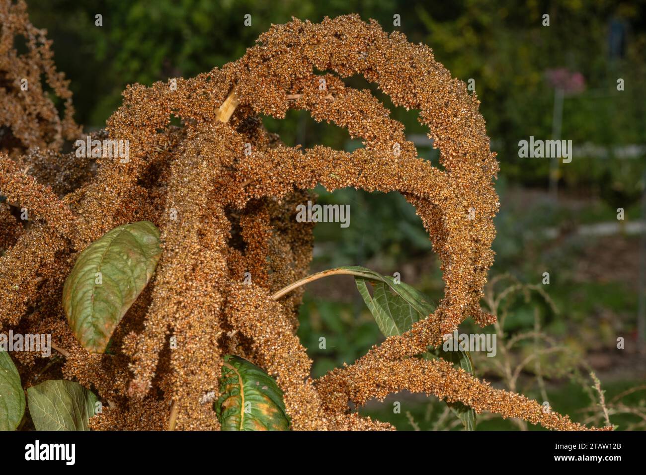 Prince-of-Wales feather, Amaranthus hypochondriacus 'Golden', in fruit ...