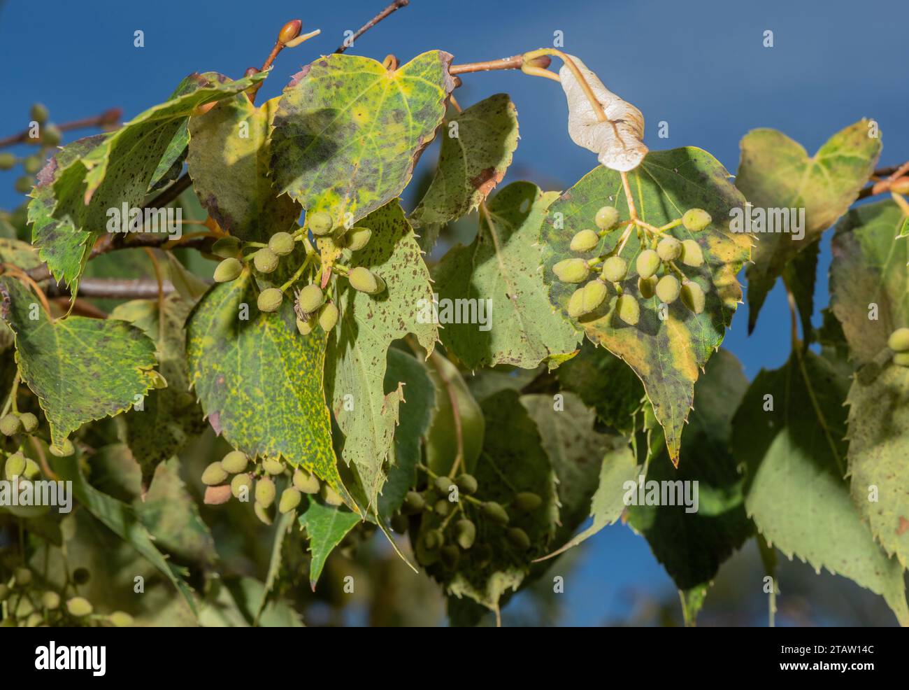 Mongolian lime, Tilia mongolica in fruit in autumn. From North China ...