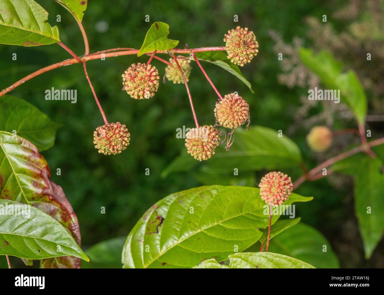 Cephalanthus occidentalis hi-res stock photography and images - Alamy
