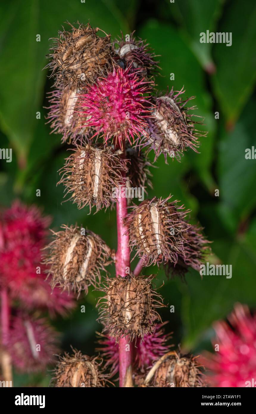 Castor oil fruits hi-res stock photography and images - Alamy