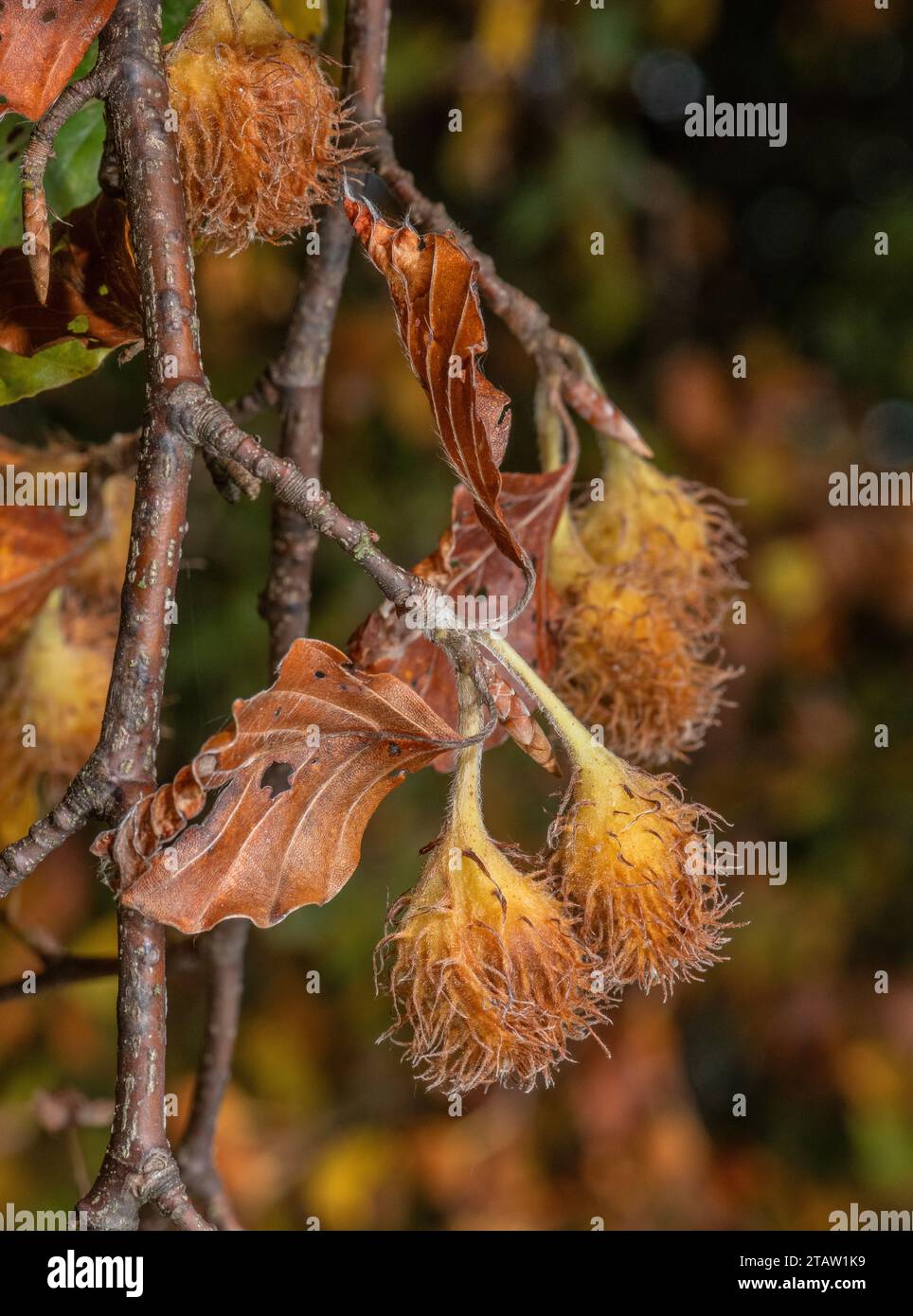 Beech tree seeds hi-res stock photography and images - Alamy