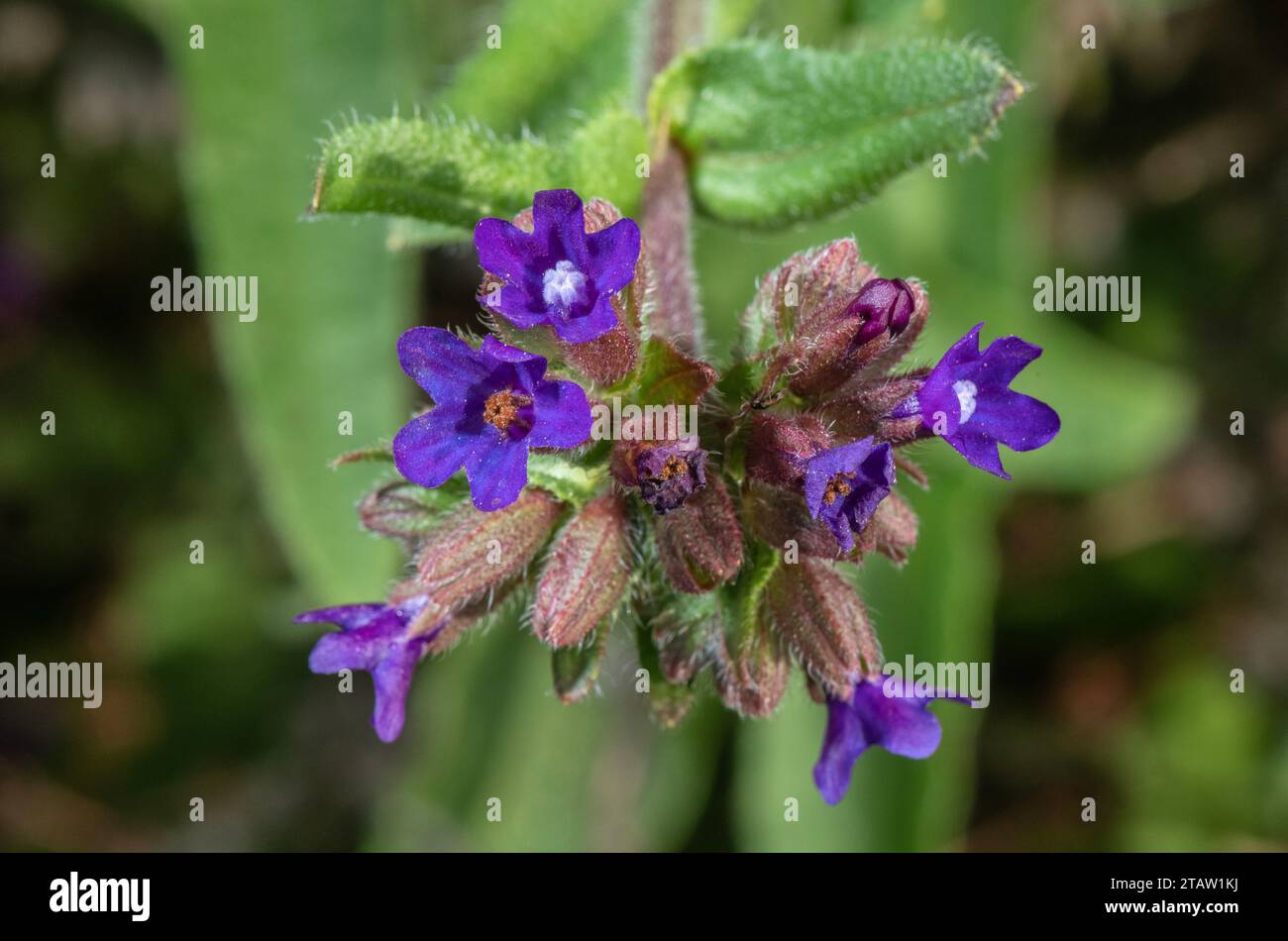 Anchusa officinalis hi-res stock photography and images - Alamy