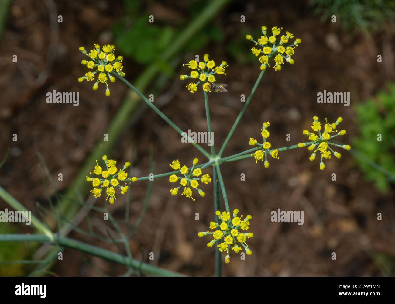 Fennel, Foeniculum vulgare flowers. A widely-planted ornamental and ...