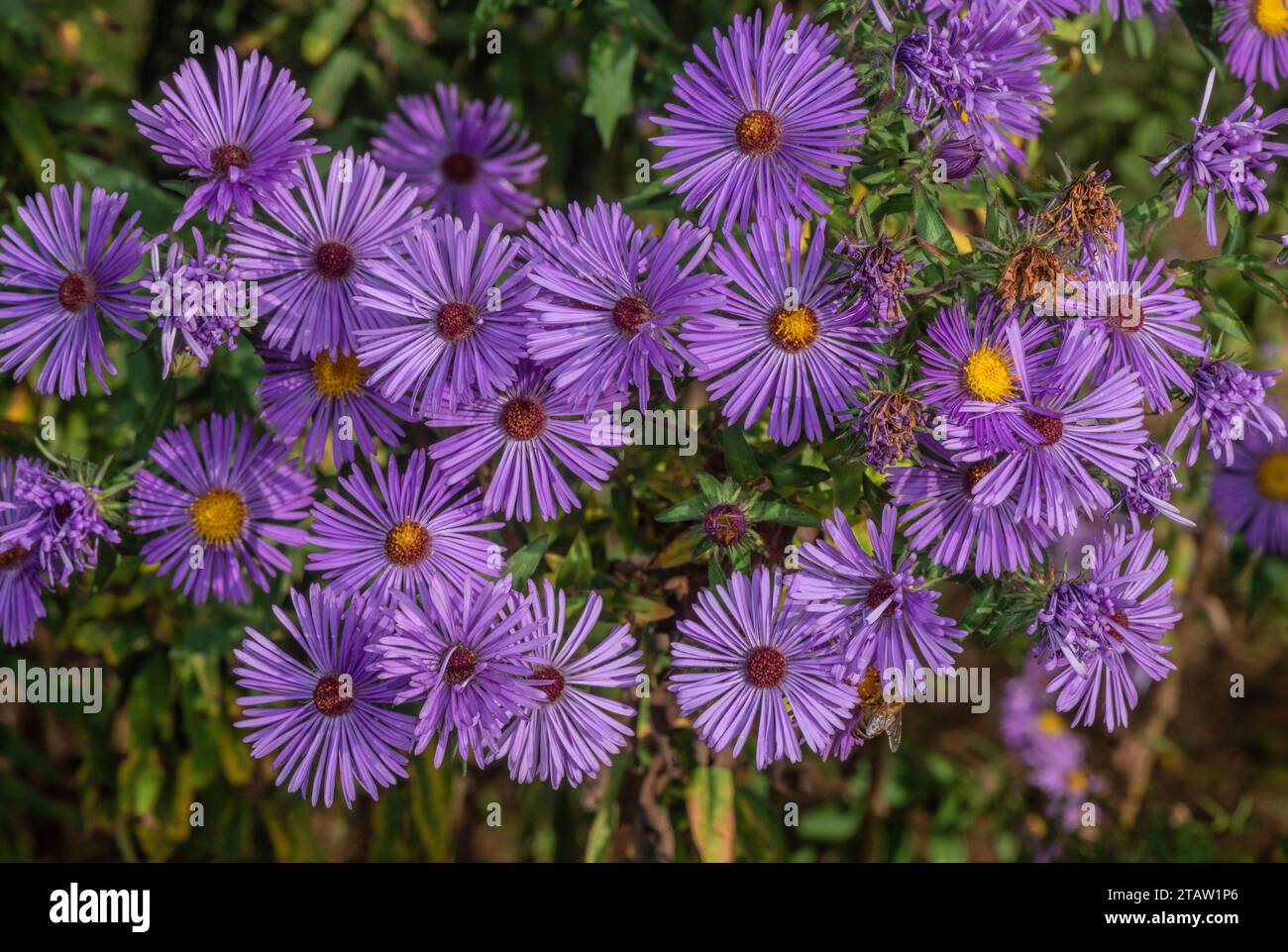 Michaelmas daisy, Symphyotrichum novae-angliae, in flower in garden in ...