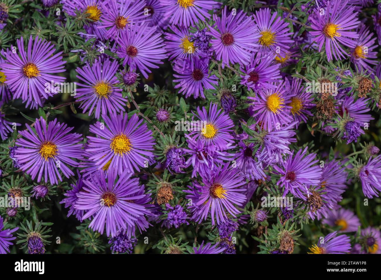 Michaelmas daisy, Symphyotrichum novae-angliae, in flower in garden in ...
