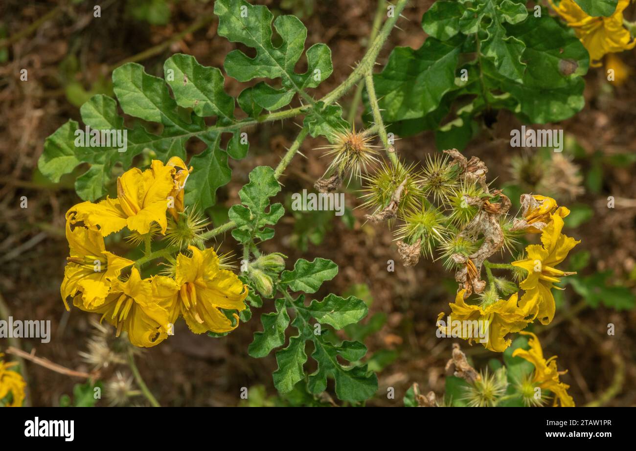 Buffalobur nightshade, Solanum rostratum in flower and fruit. A ...