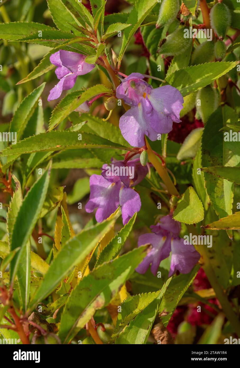 Garden balsam, Impatiens balsamina, in garden; from India and Myanmar ...