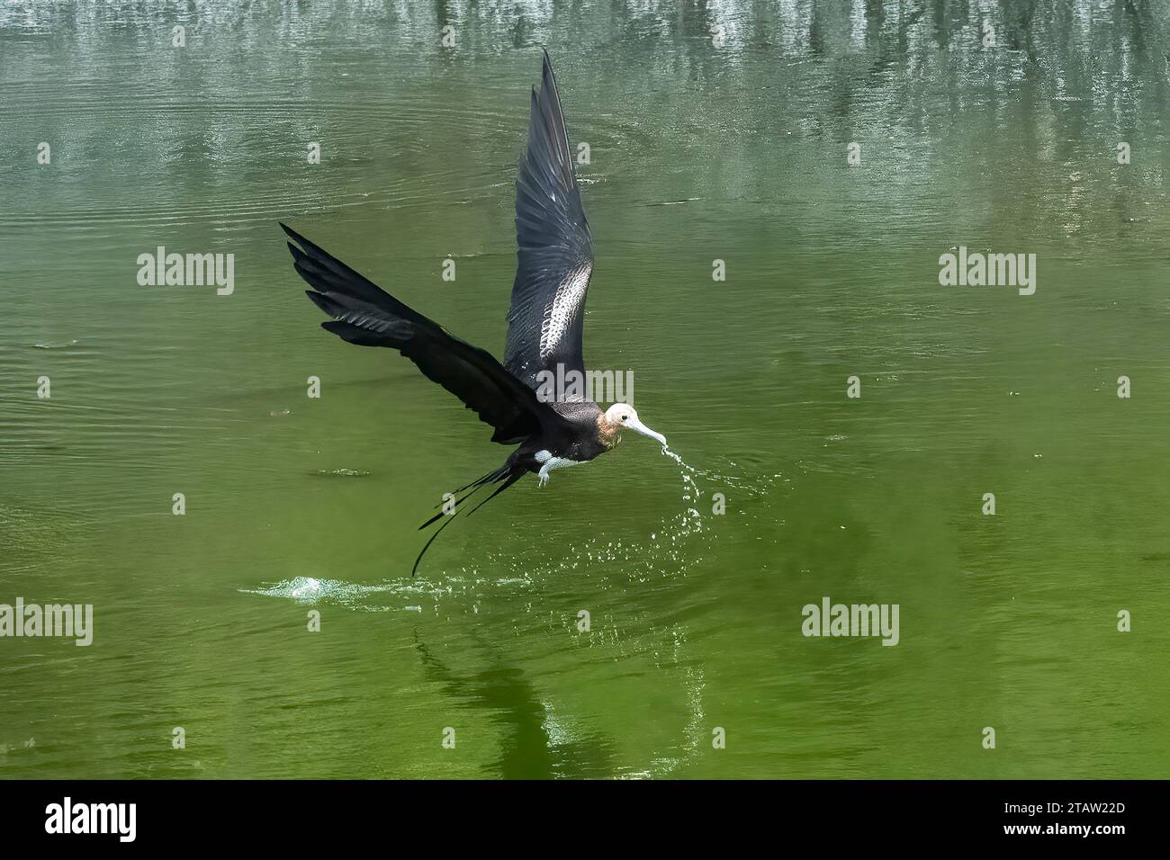 Juvenile Christmas Island Frigatebird (Fregata andrewsi) drinking on ...
