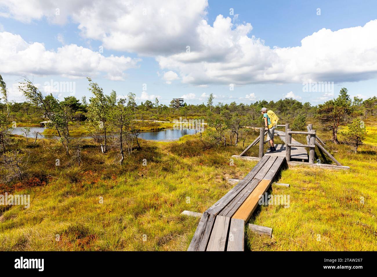 Tourist hiker on Kemeri Bog Boardwalk in a Kemeri National Park on a ...