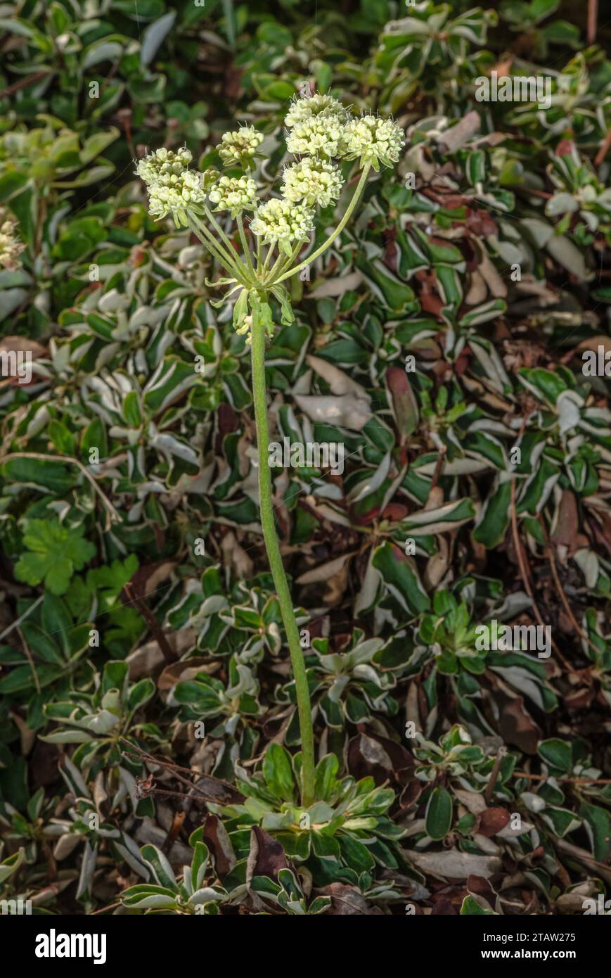 Sulphur flower buckwheat, Eriogonum umbellatum, in flower. South-West ...