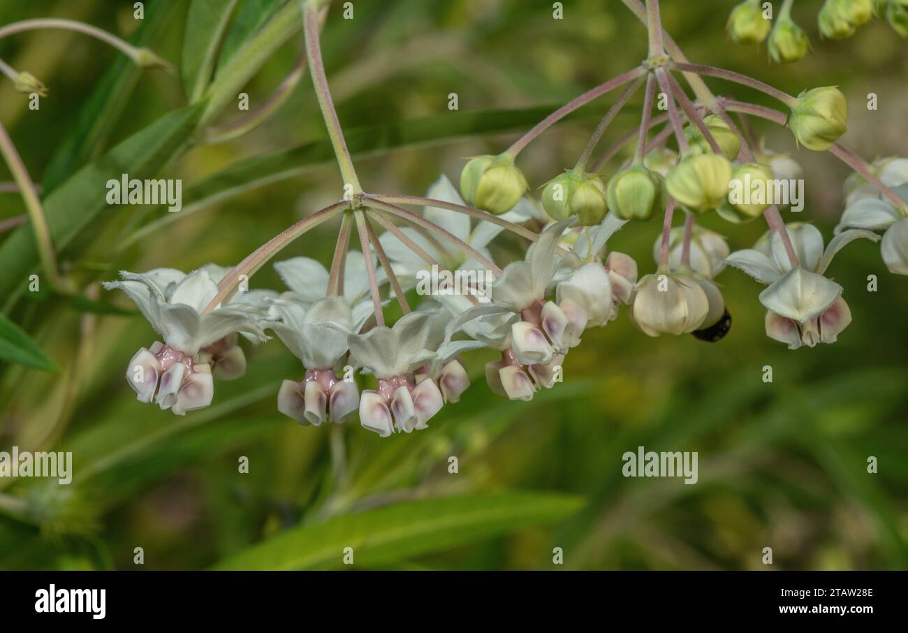 A species of balloon cotton-bush, Gomphocarpus abyssinicus, in flower ...
