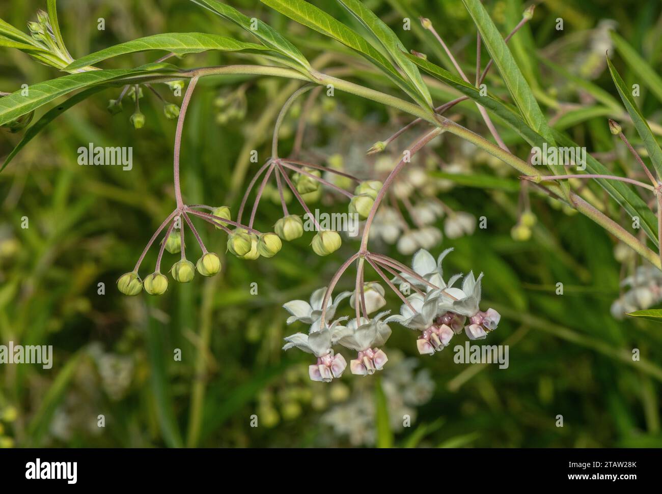 Gomphocarpus abyssinicus hi-res stock photography and images - Alamy