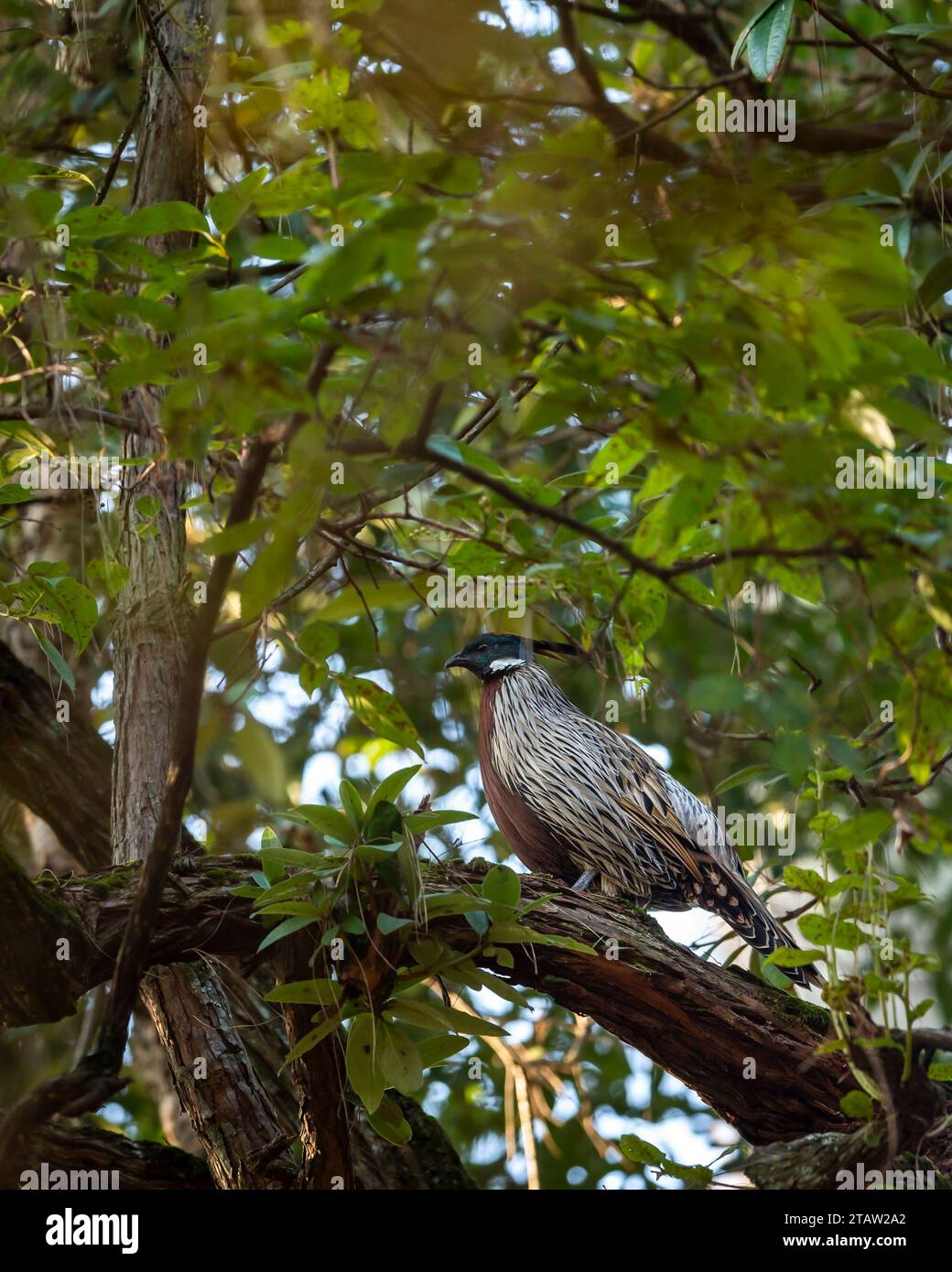 koklass pheasant or Pucrasia macrolopha closeup portrait high altitude ...