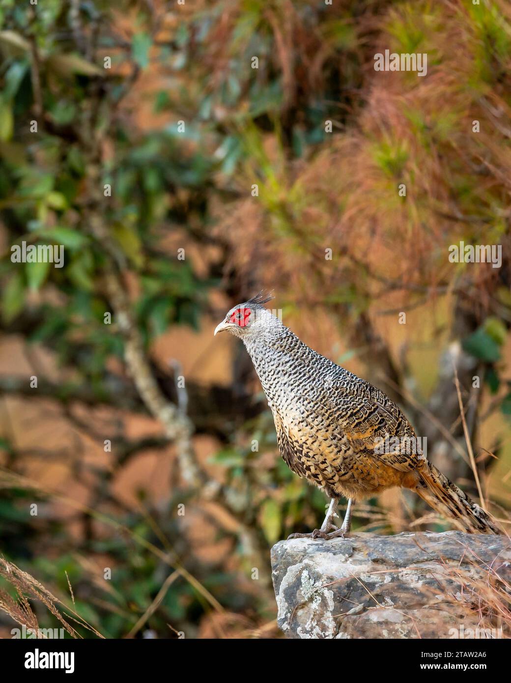 Cheer pheasant hi-res stock photography and images - Alamy