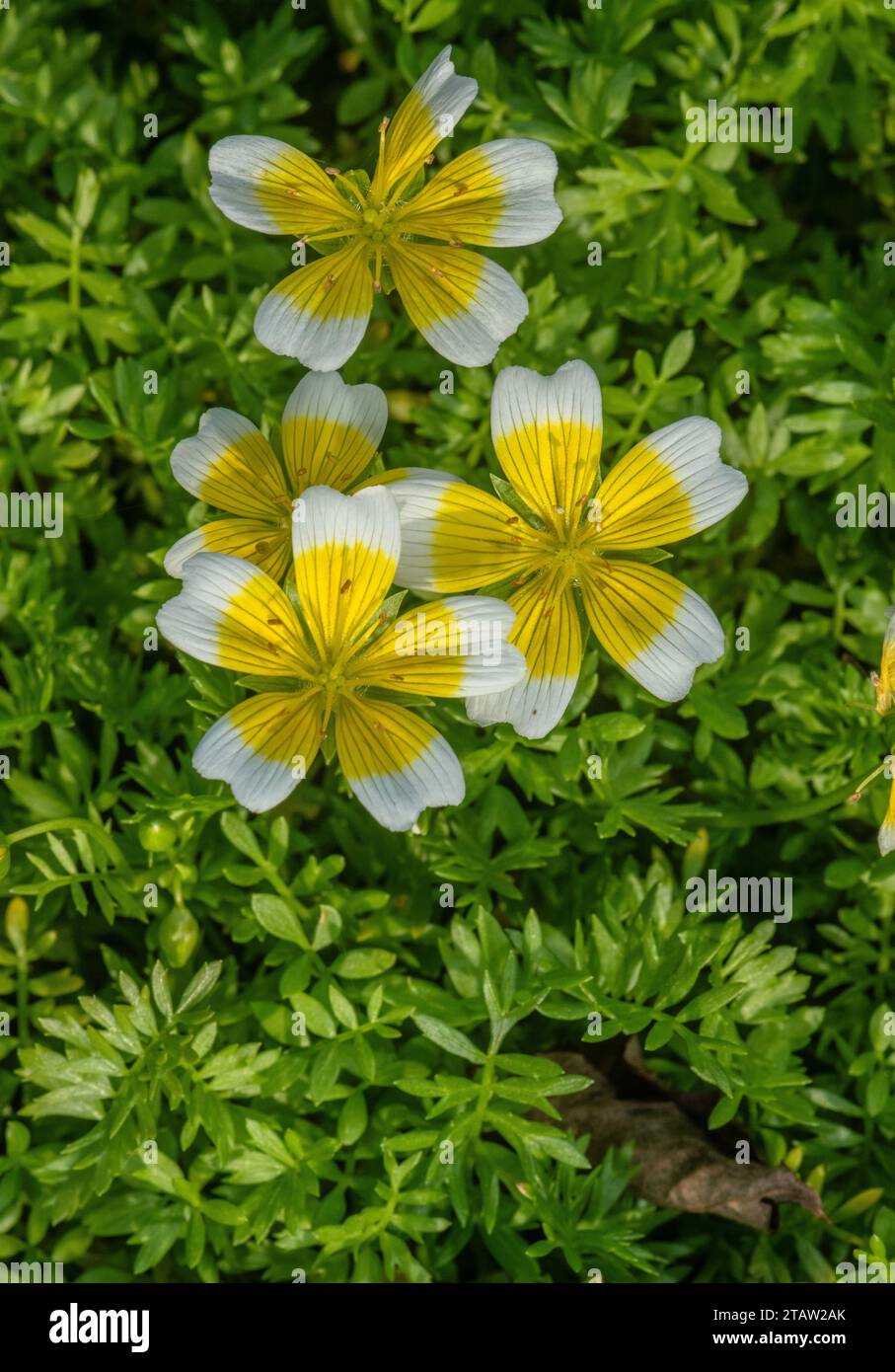 Poached egg plant, Limnanthes douglasii, in flower in damp grassland ...