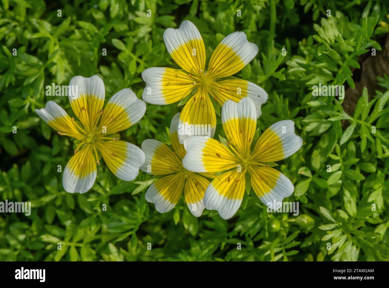 Poached egg plant, Limnanthes douglasii, in flower in damp grassland ...