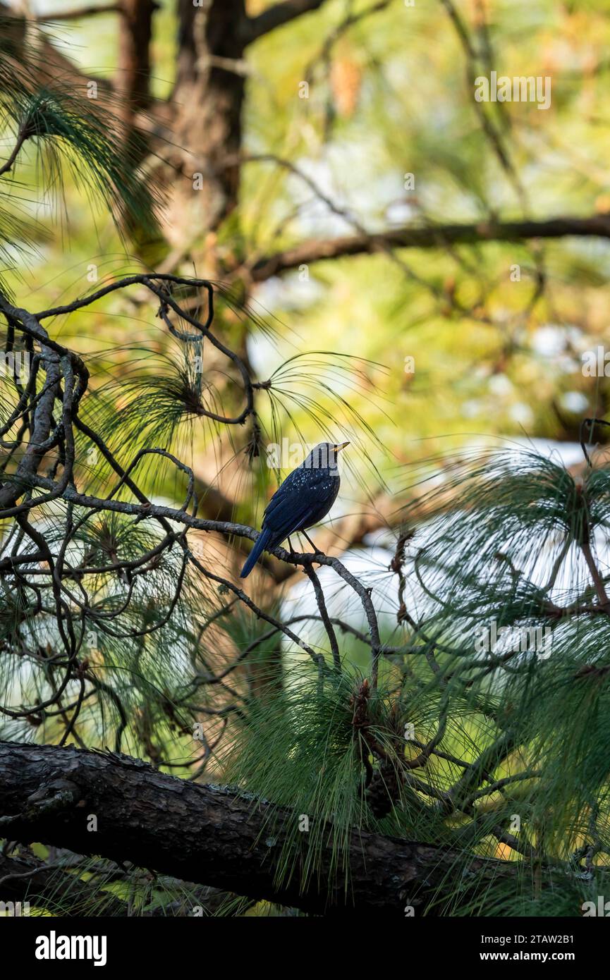 Whistling pine tree hi-res stock photography and images - Alamy
