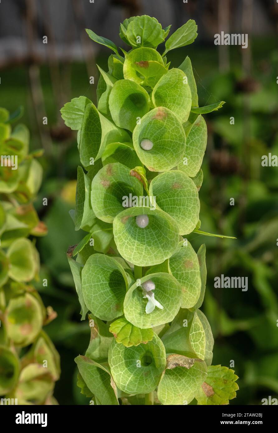 Bells-of-Ireland, Molucella laevis, in flower in garden. From Turkey ...