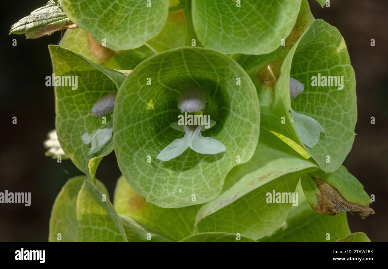 Molucca flower hi-res stock photography and images - Alamy