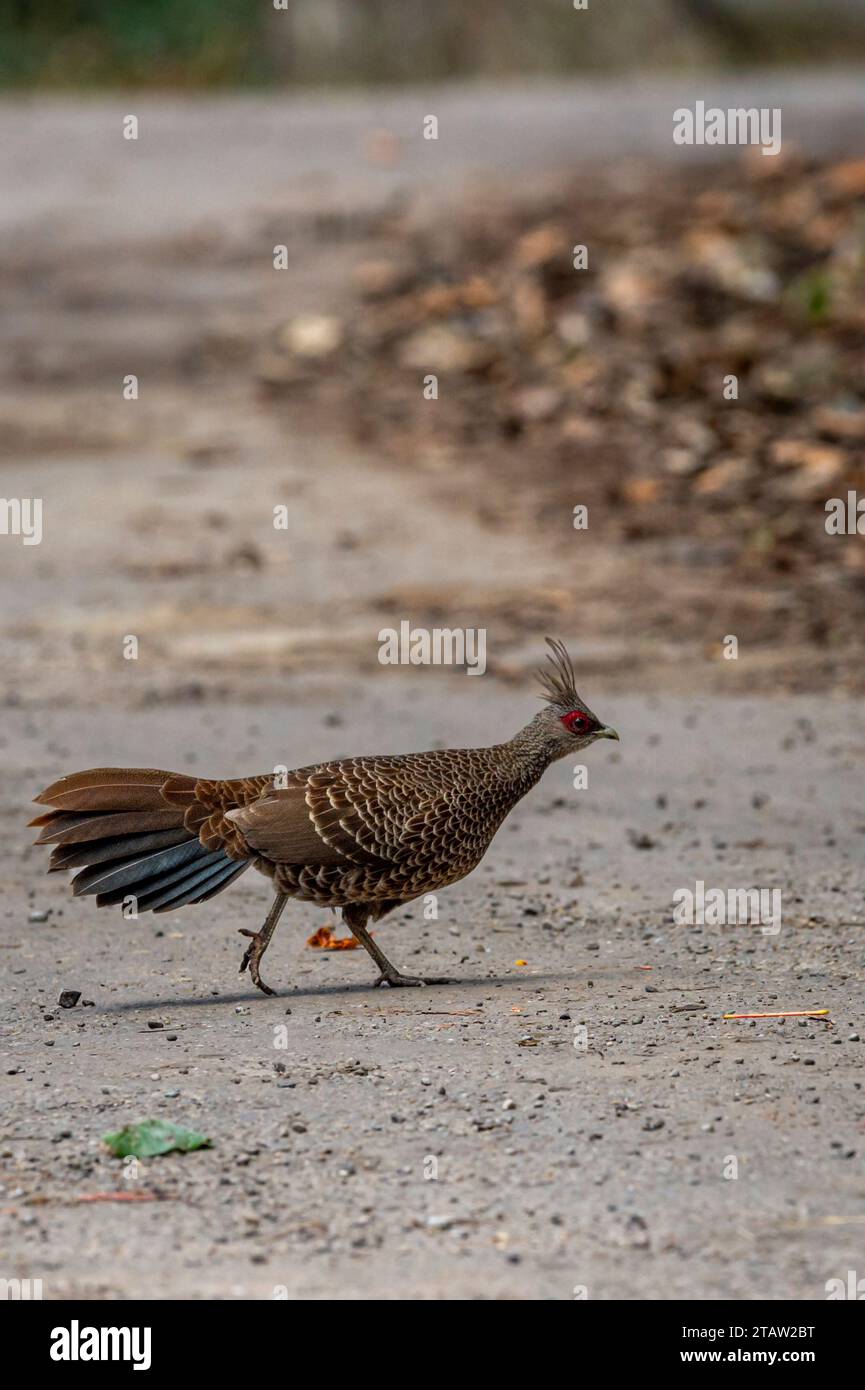 Pheasant crossing road hi-res stock photography and images - Alamy