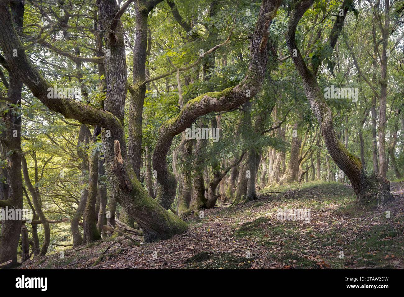Old tree in a tranquil woodland grove with ancient character in DEnmark ...