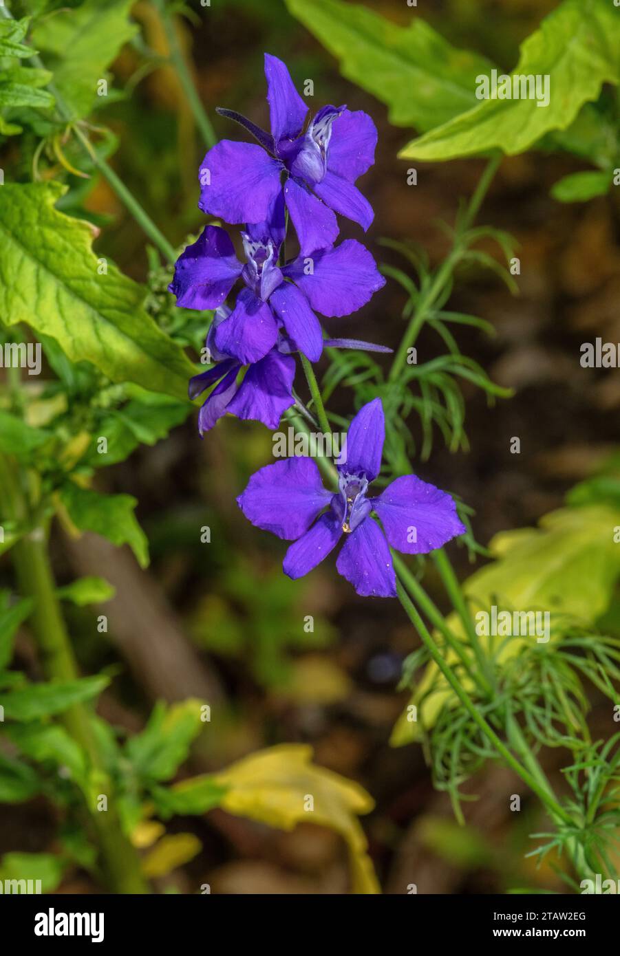 With field larkspur hi-res stock photography and images - Alamy