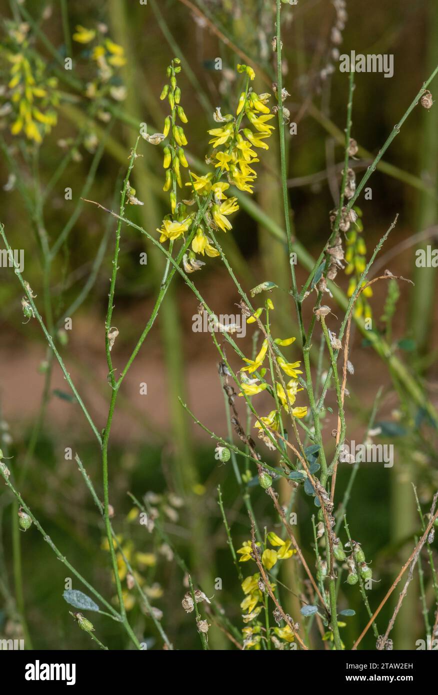 Common melilot, Melilotus officinalis in flower and fruit, autumn Stock ...