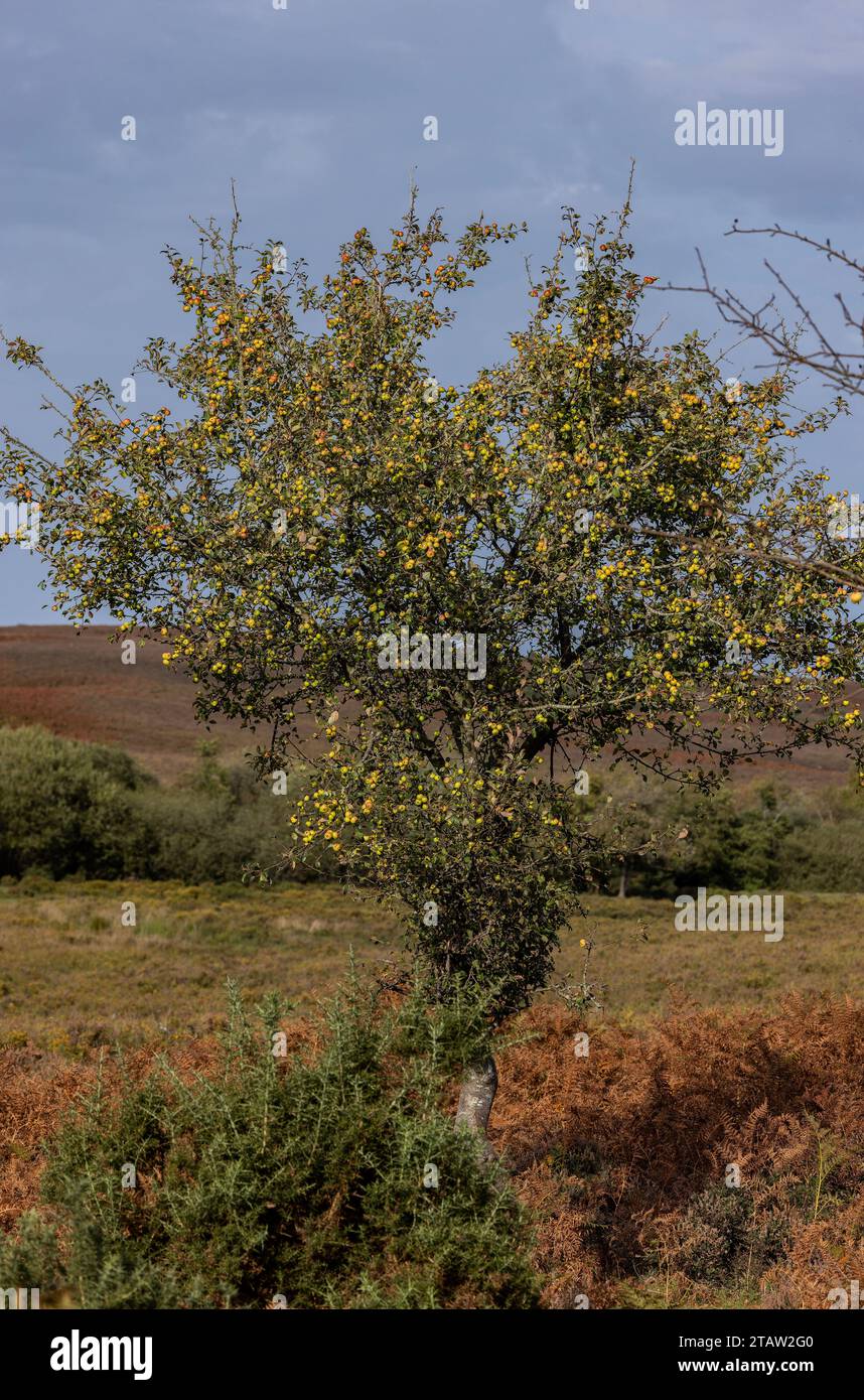 Wild crab-apples, Malus sylvestris, on tree in the New Forest, Hants ...