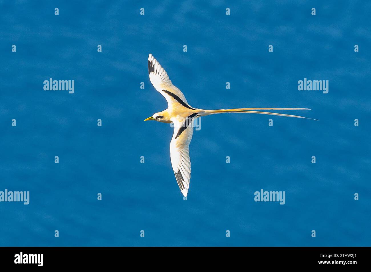 White-tailed Tropicbird or Golden Bosun (Phaethon lepturus fulvus) in ...