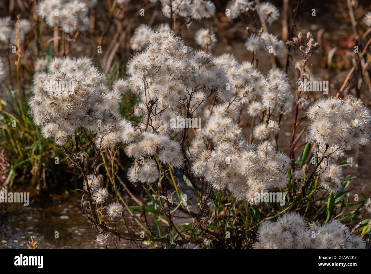 Sea Aster, Tripolium pannonicum, (Aster tripolium), in fruit in ...