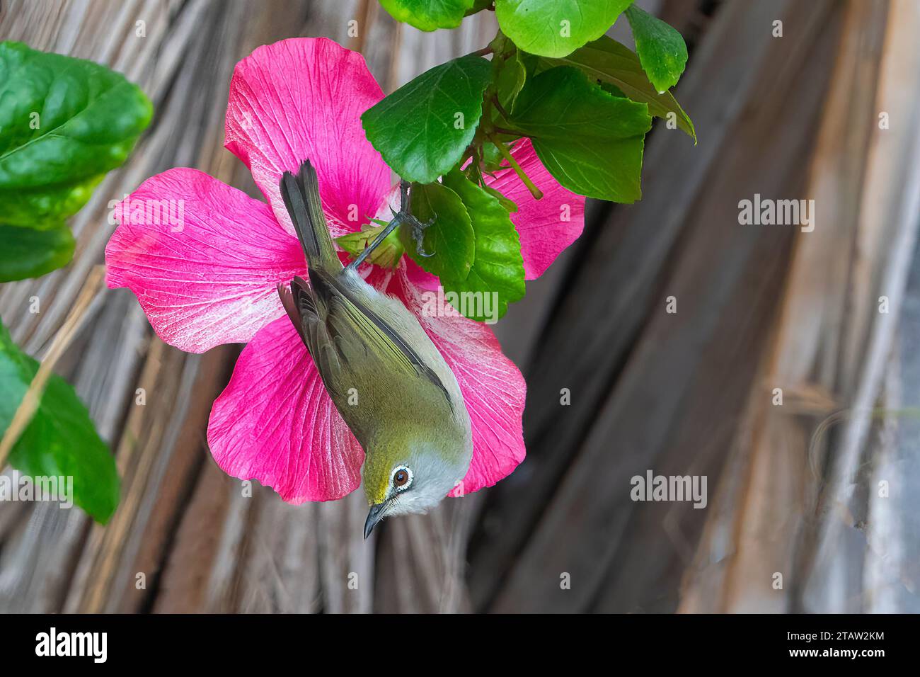 Christmas Island White-eye (Zosterops natalis) feeding from a pink ...