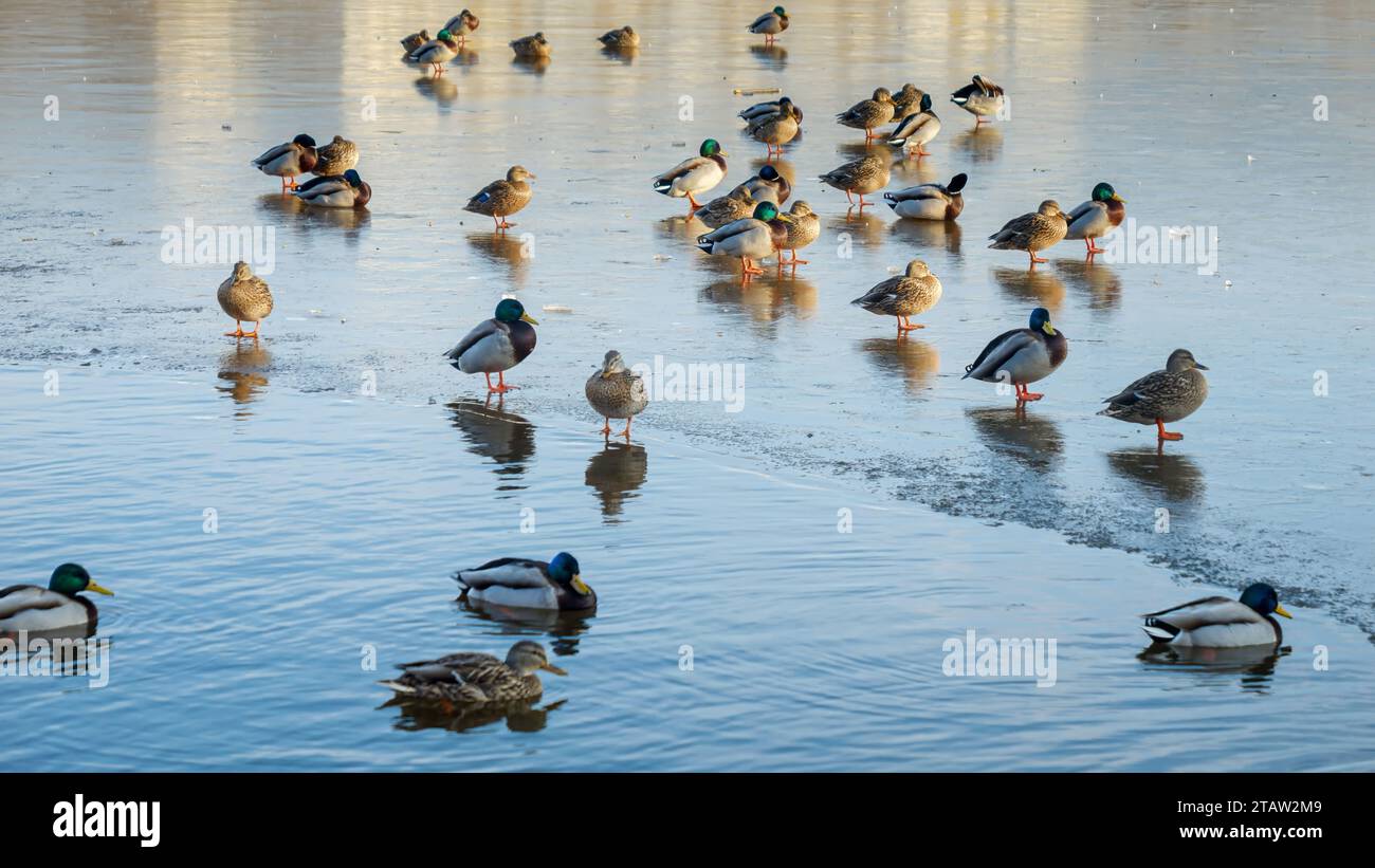 Ducks walking on a frozen lake with patches of open water. Adaptability ...